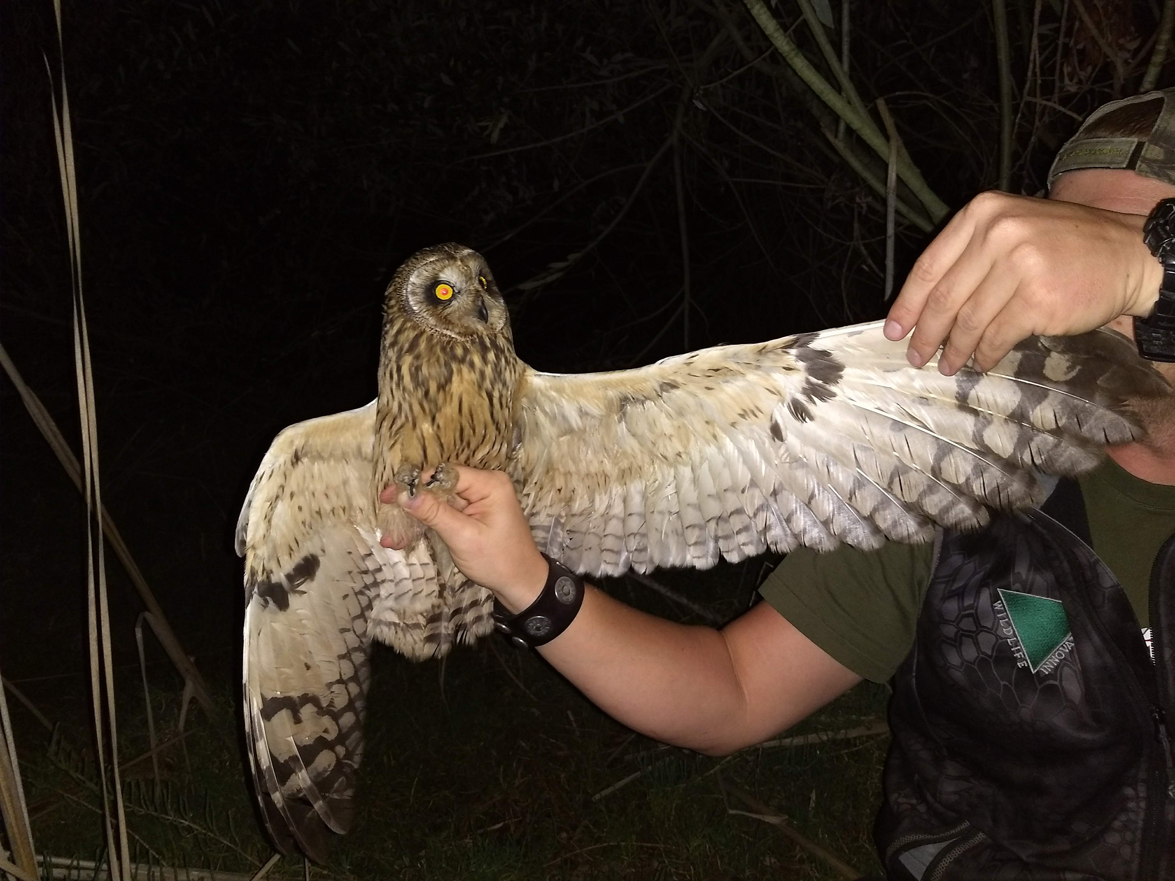 owlwingout - Wildlife Innovations