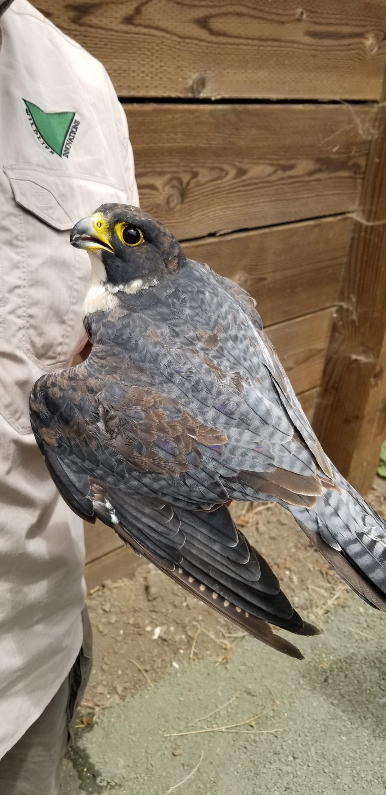 Home - Wildlife Innovations